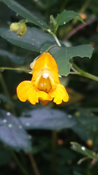 Spotted Touch Me Not | Project Noah