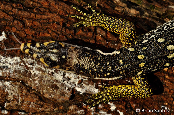 Spiny-neck Water Monitor | Project Noah