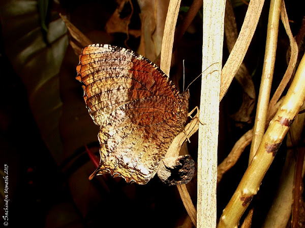 Ceylon Palmfly | Project Noah