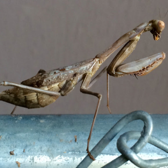 Praying mantis | Project Noah