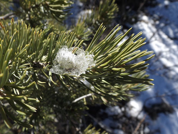 Ponderosa Pine | Project Noah