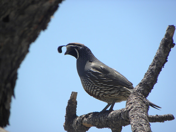 Codorniz californiana | Project Noah