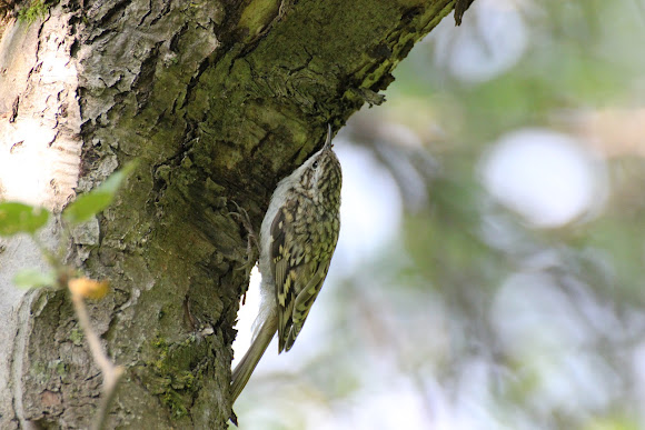 Treecreeper | Project Noah