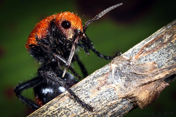 Red velvet ant or Cow Killer Ant | Project Noah