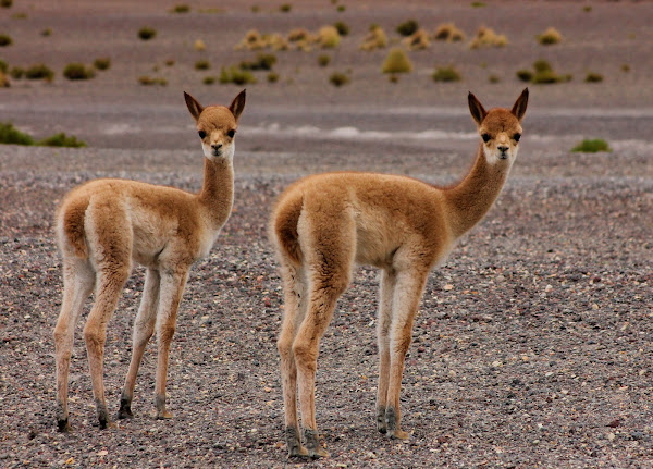 Vicuña | Project Noah