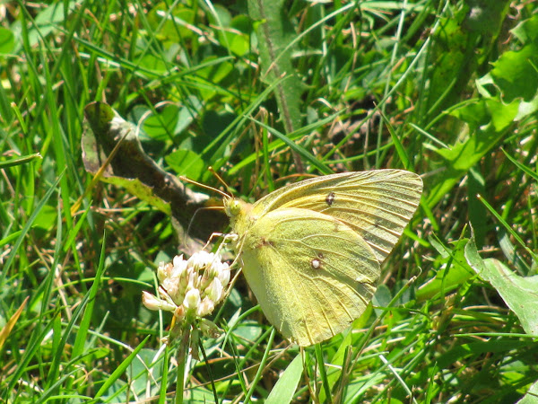 Clouded Sulphur | Project Noah