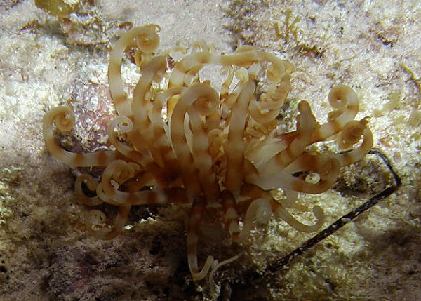 Tube-dwelling Anemone | Project Noah