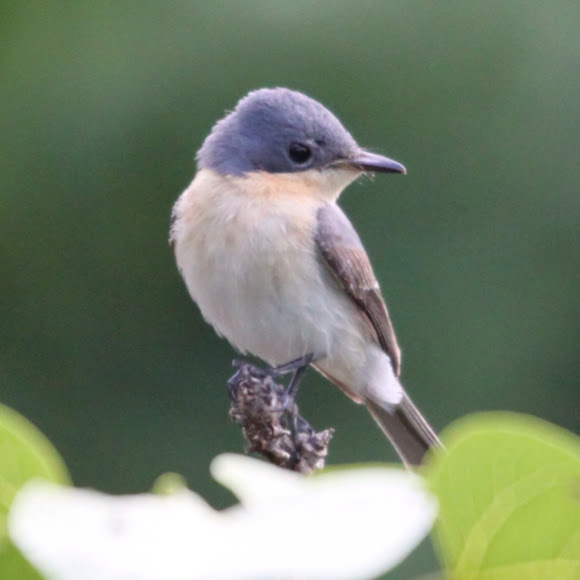 Broad-billed Flycatcher | Project Noah