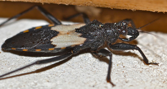 Assassin Bug/Chinche Asesina | Project Noah