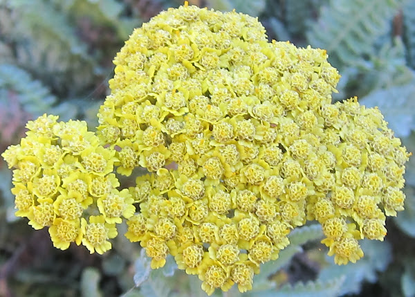 Yellow Yarrow | Project Noah