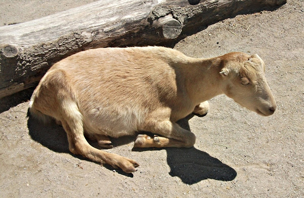 American Lamancha goat | Project Noah
