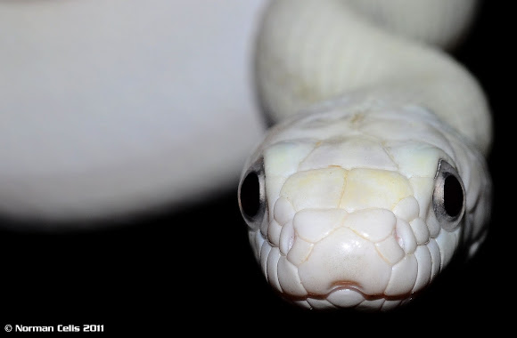 Leucistic Rat Snake | Project Noah