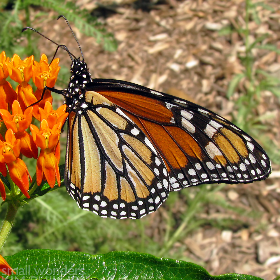 Monarch Butterfly - female | Project Noah