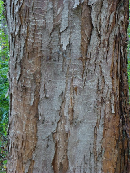 Silver Maple | Project Noah