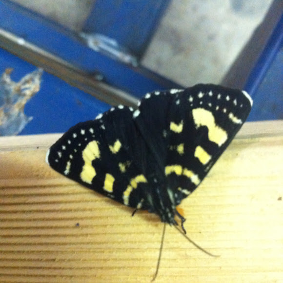 Grapevine Moth | Project Noah