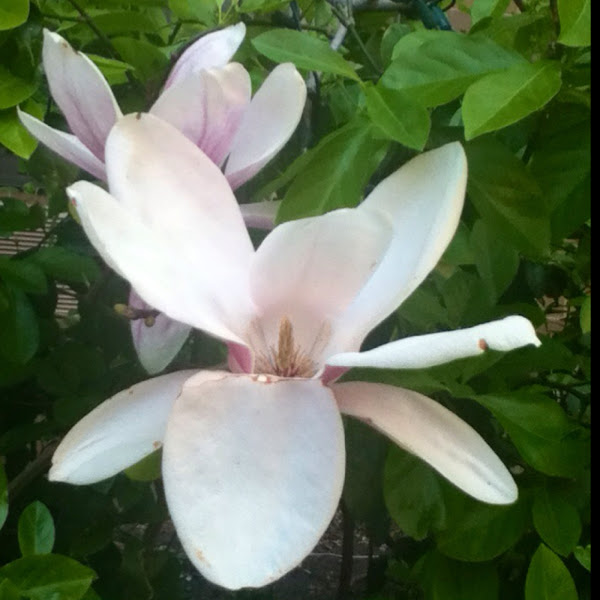 Magnolia | Project Noah