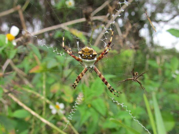 Silver Argiope (male) | Project Noah
