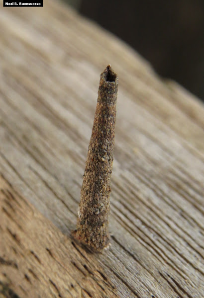 Cone Case Moth | Project Noah