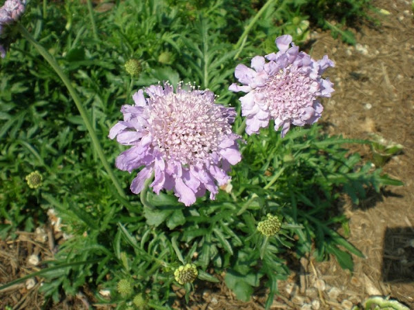 Scabiosa | Project Noah