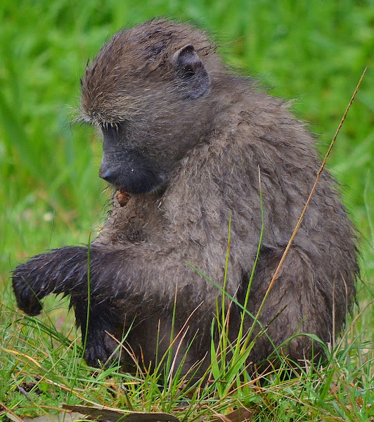 Chacma Baboon | Project Noah