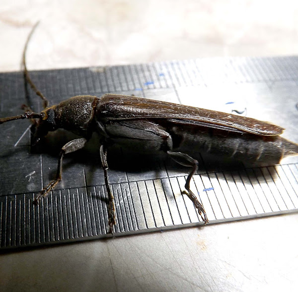 Large Brown Longicorn Beetle | Project Noah