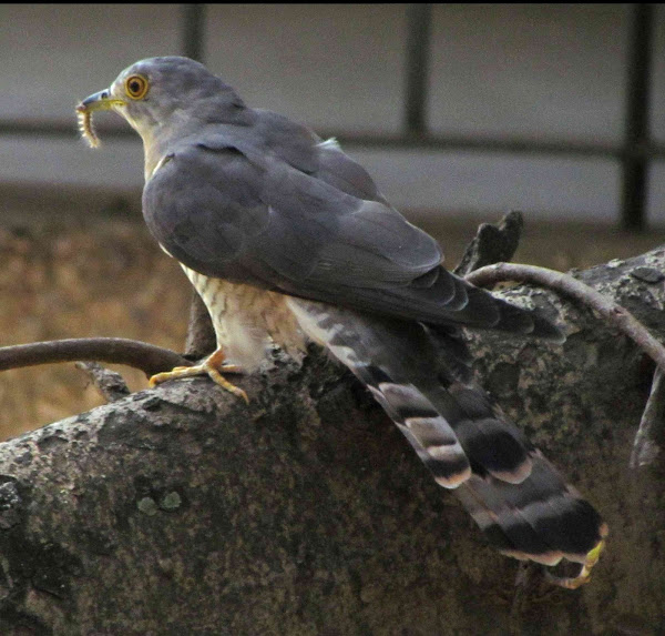 Common hawk-cuckoo | Project Noah
