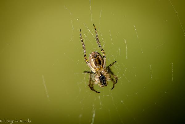 Spider | Project Noah