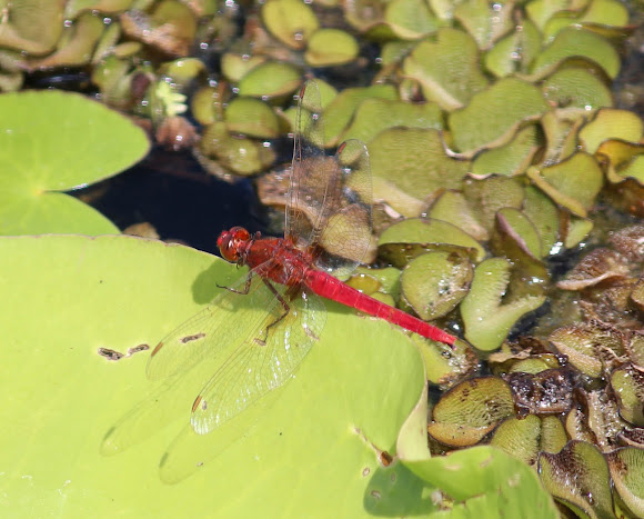 Scarlet Percher Dragonfly | Project Noah