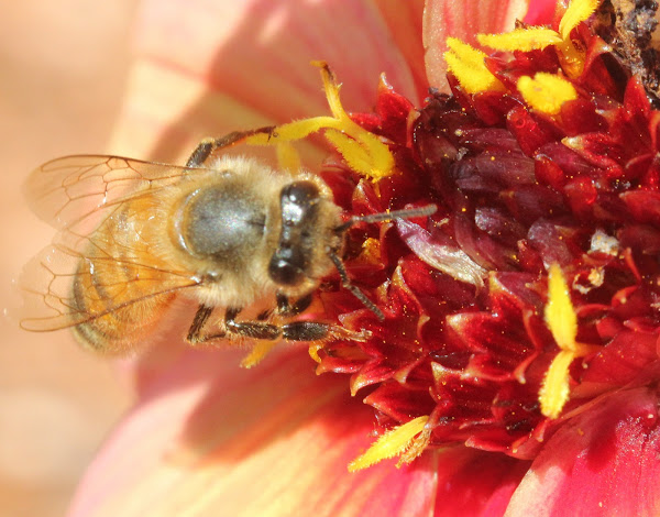 honey bee | Project Noah