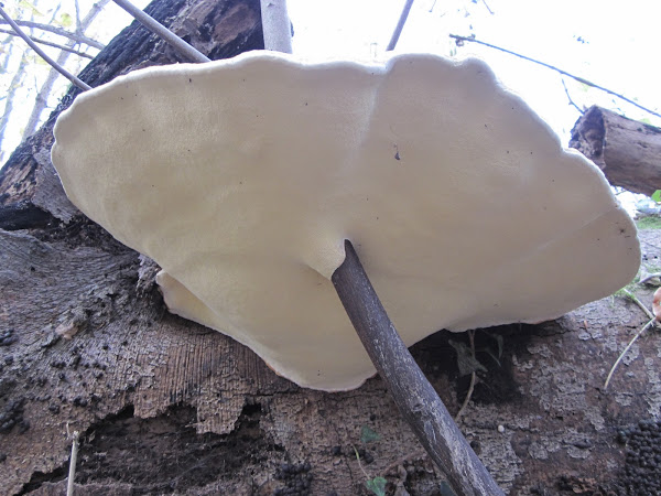 "giant" red banded polypore | Project Noah
