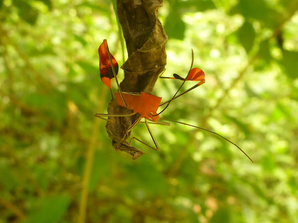 Flag Footed Bug | Project Noah