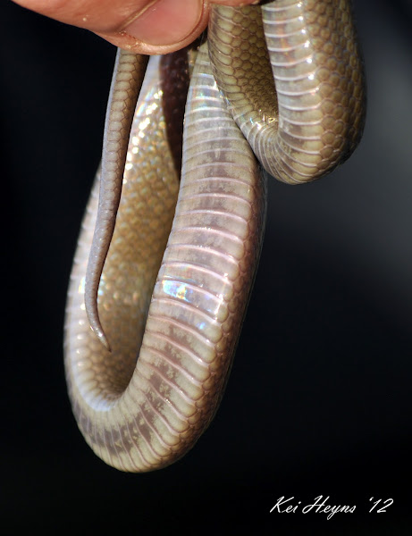 Olive House Snake | Project Noah