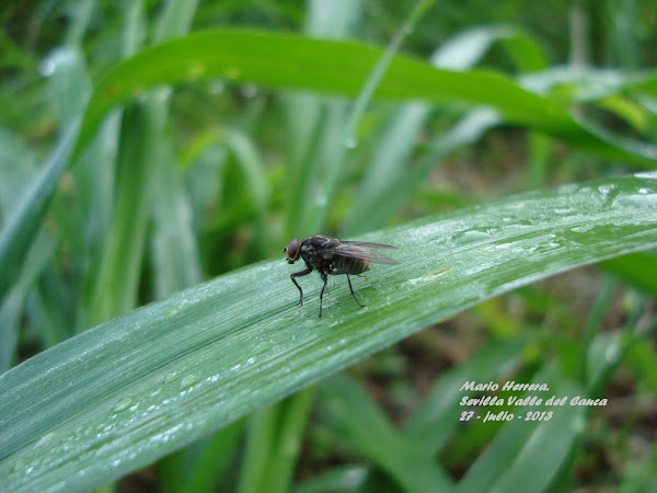 Mosca común | Project Noah