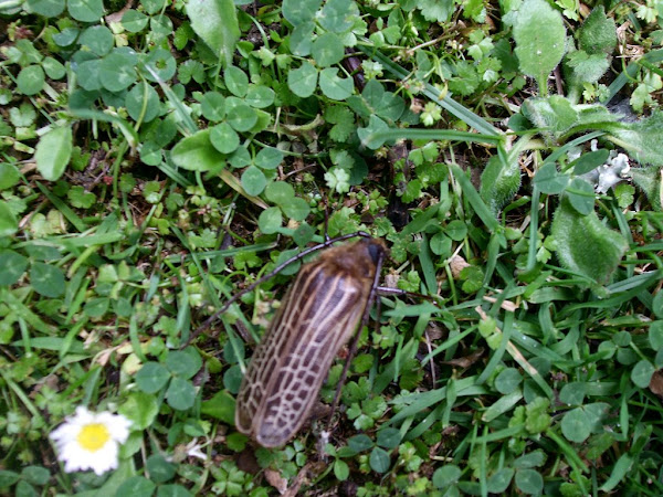 Huhu beetle | Project Noah