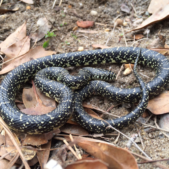 Speckled Kingsnake | Project Noah