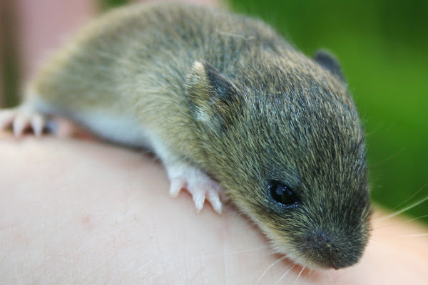 Marsh Rice Rat (juvenile) | Project Noah