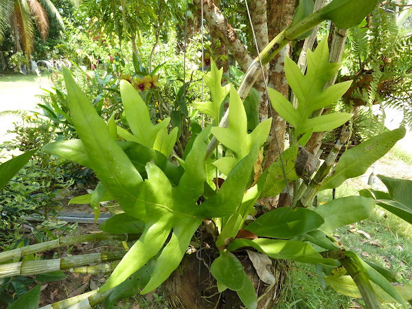 Monarch Fern | Project Noah