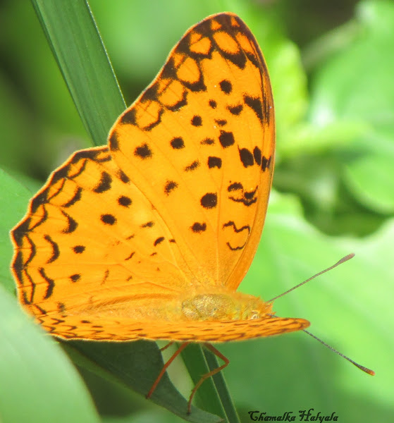 Common Leopard | Project Noah