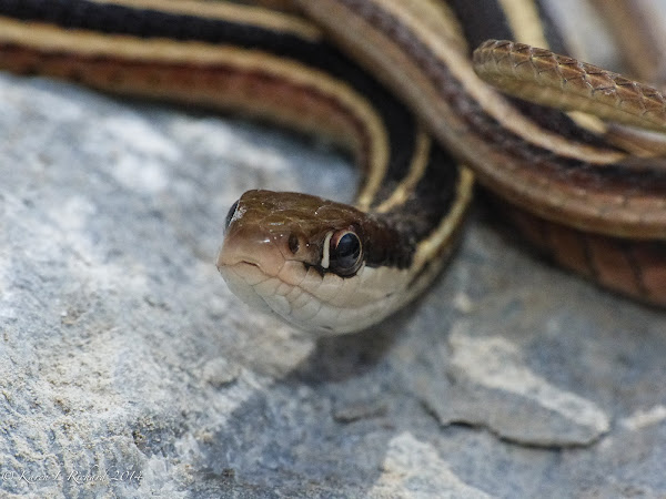 Eastern ribbonsnake | Project Noah