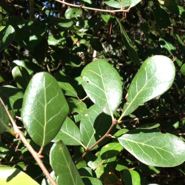 Myrtle oak | Project Noah