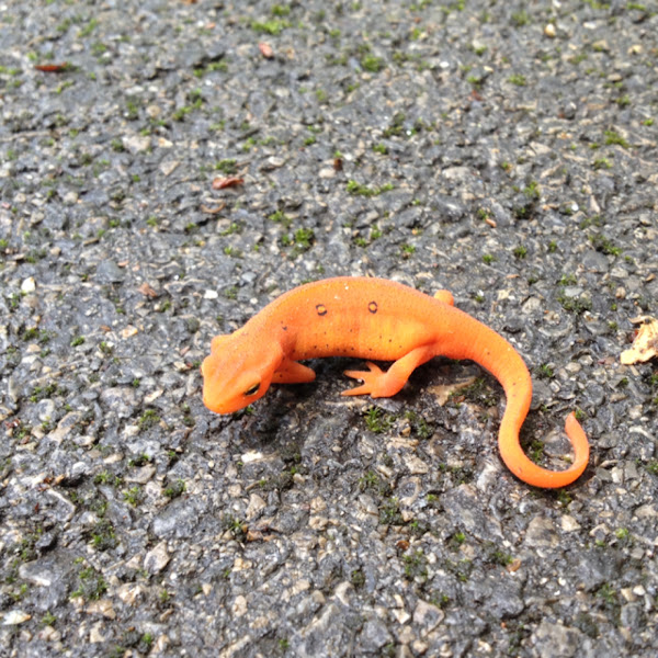 Eastern Red-Spotted Newt | Project Noah