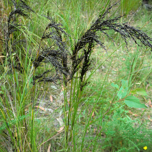 Thatch Saw-sedge | Project Noah