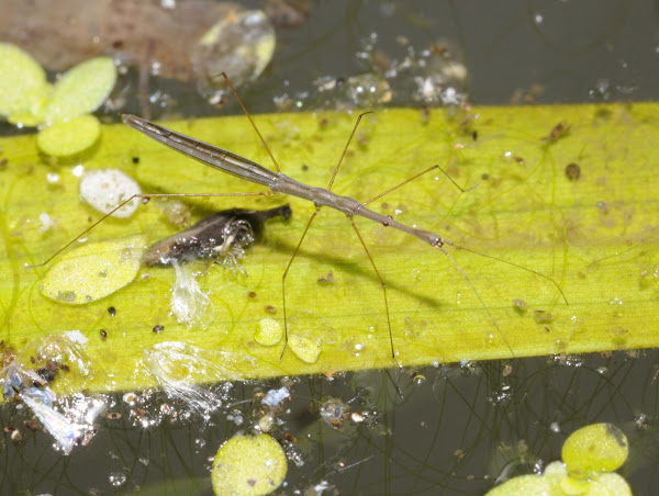 Water measurer | Project Noah