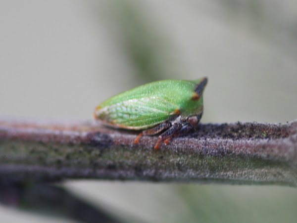 Horned treehopper - female | Project Noah