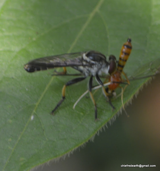robber fly hunting soldier fly | Project Noah
