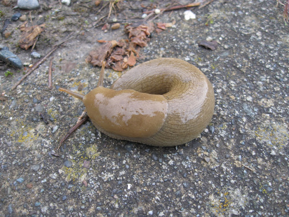 Banana Slug | Project Noah