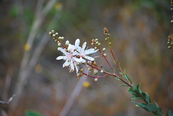Tar Flower | Project Noah