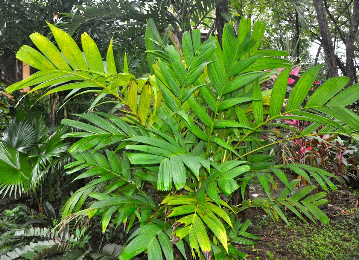 Areca Palm | Project Noah