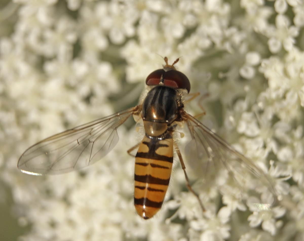 Marmalade Hover-Fly | Project Noah