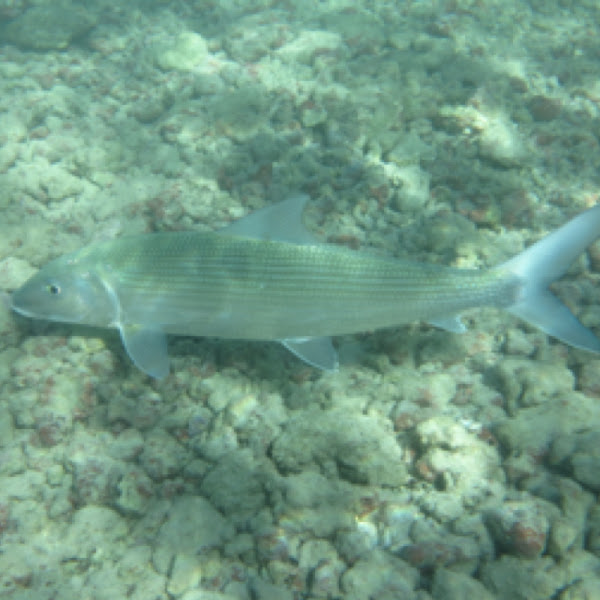 Shortjaw Bonefish | Project Noah